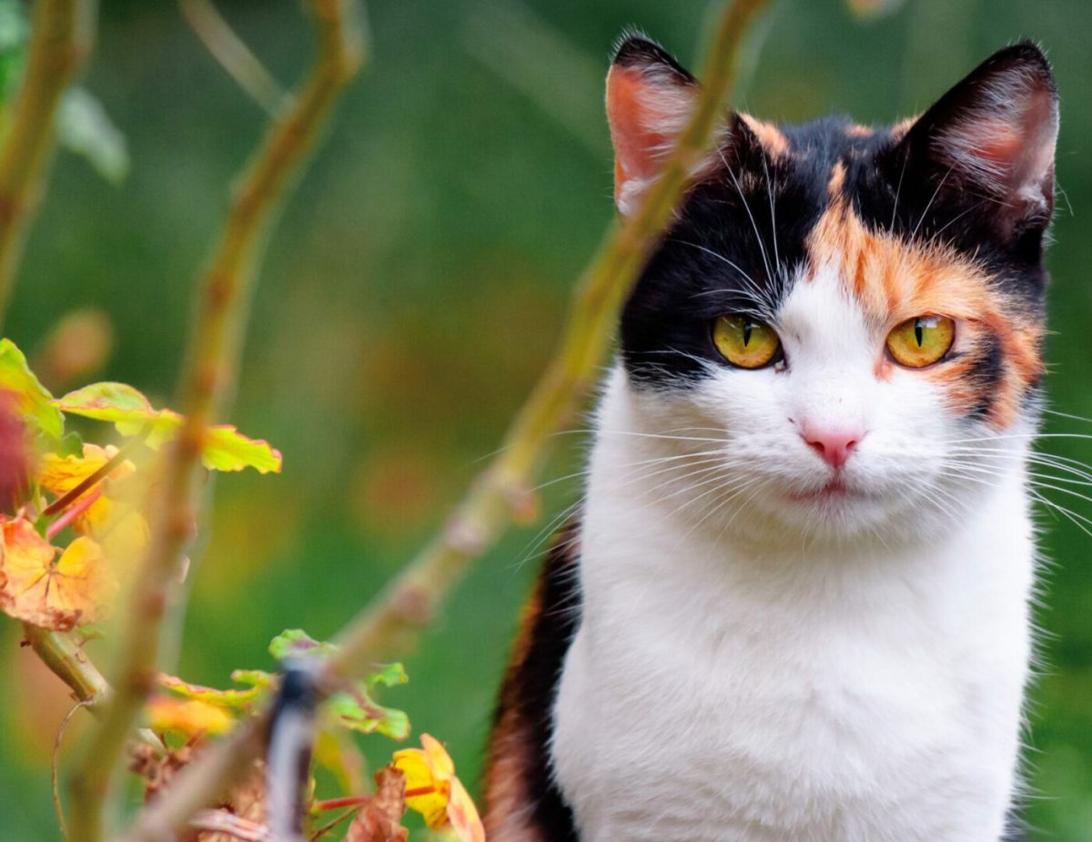 No Caterwauling Aloud ! | WORDS YOU CAN TOUCH